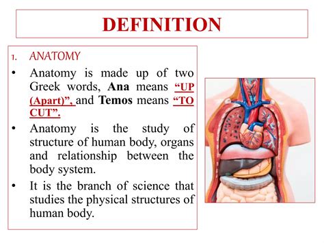 Introduction Of Human Body Anatomy And Physiology Pptx
