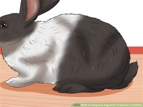 How To Diagnose Digestive Problems In Rabbits 9 Steps