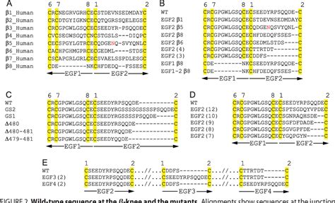 Figure 1 From Modulation Of Integrin Activation By An Entropic Spring