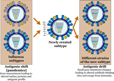 Vdus Blog Influenza Viruses Ifvs