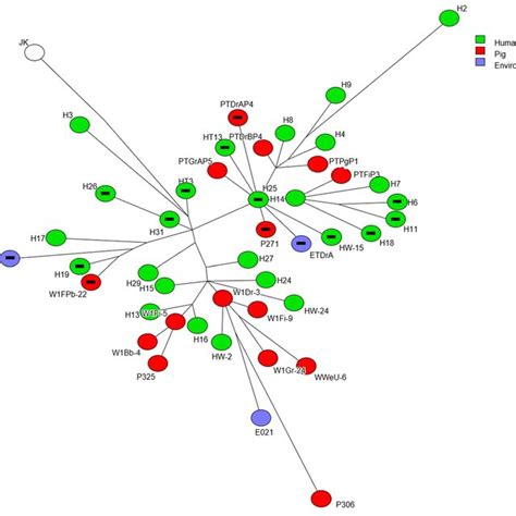 Phylogenetic Tree Constructed By Core Genome Snps Of Mrsa St93 Isolated