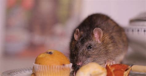 Mutant Super Rats Plague Could Double In Numbers By The End Of The