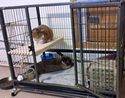Discover The Best Bunny Supply Store And Accessories At All Things