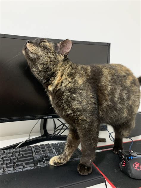 She Stole My Computer Setup Scrolller