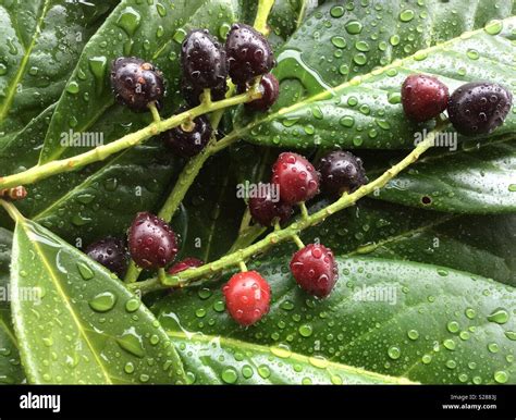 Prunus Laurocerasus Fruit