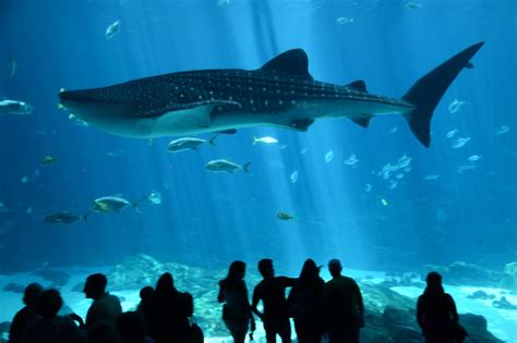 Georgia Aquarium Ocean Voyager
