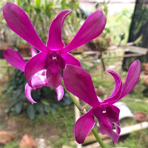 Jual Dendrobium Caesar Red Anggrek Dendrobium Caesar Red Shopee
