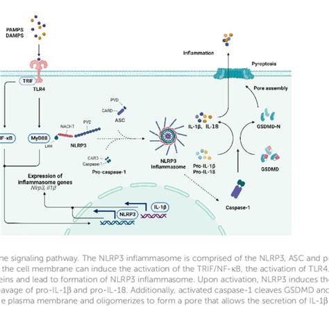 The Role Of The Nlrp3 Inflammasome Signaling Pathway In Download