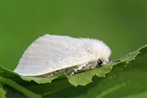 Hyphantria Cunea Stock Image Image Of Ecology Moths 382557777