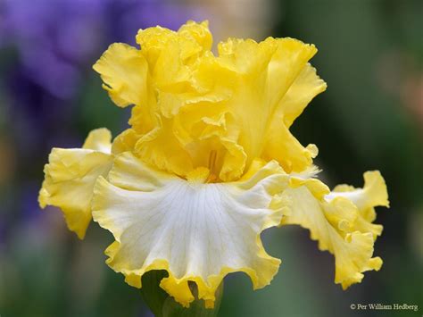 Tall Bearded Iris Iris Beauty Becomes Her In The Irises Database