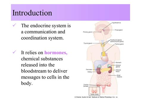 Solution Endocrine System Physiology Part 1 Studypool