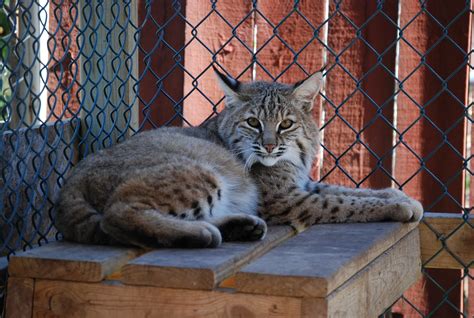 Lynx Bobcat Hybrid
