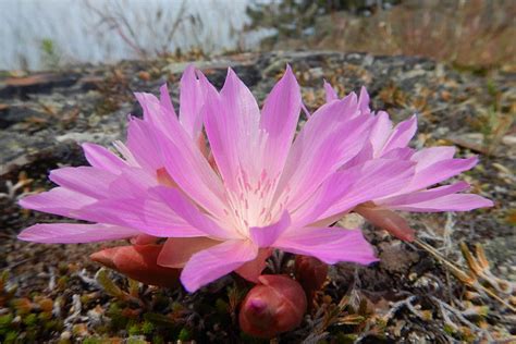 Bitterroot Flower Meaning Best Flower Site