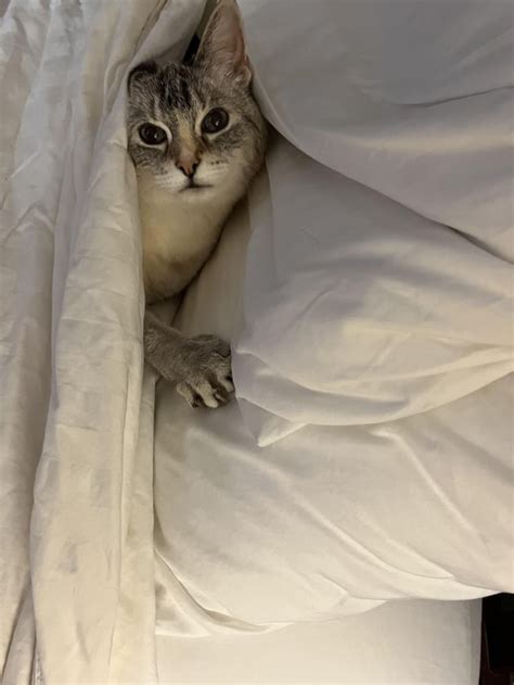 Jasmine Age 16 Rseniorkitties