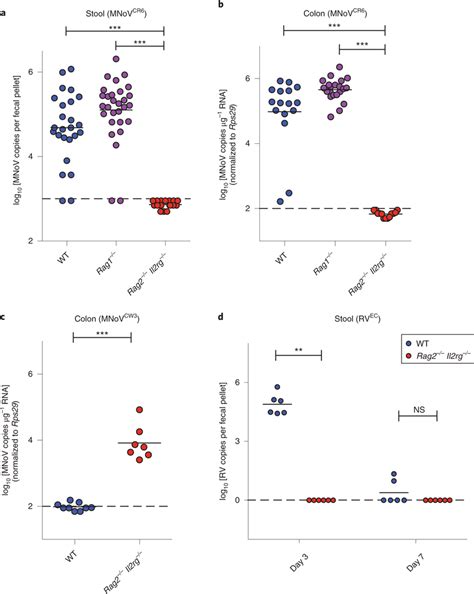 Specific Immunodeficient Mouse Strains Are Protected Against Murine Download Scientific Diagram