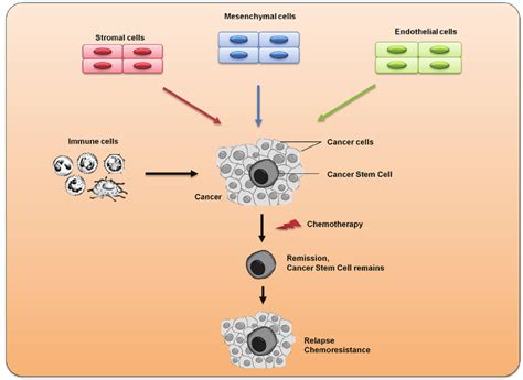 The Complex Networks Created By Cancer Stem Cells And Their Tumor