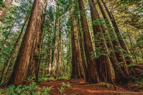 45 Majestic Places To See Redwoods In California [ranked]