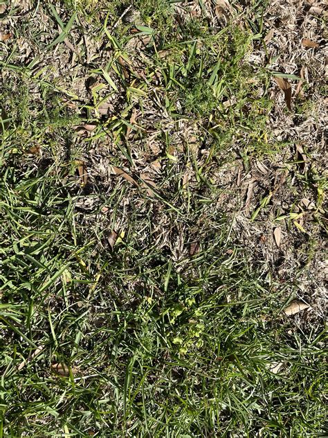 Quackgrass Lawn