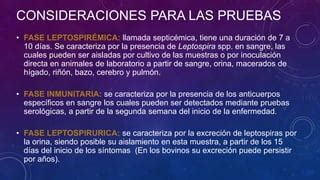 Leptospirosis Canina Ppt