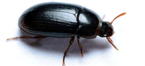 Darkling Beetle Control And Insecticide Chemicals Mgk®