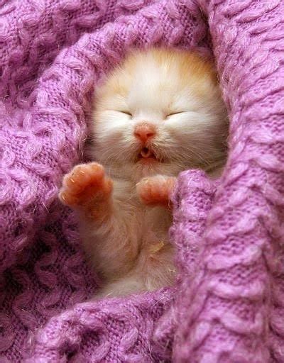 Pretty Sleeping Kitties - 21st August 2014