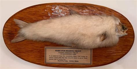 Fur Bearing Trout Maines Rarest Fish