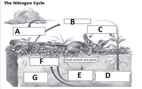 Nitrogen Cycle Diagram Blank Kgs Ofr 1999 45 Nitrate Nitrogen In