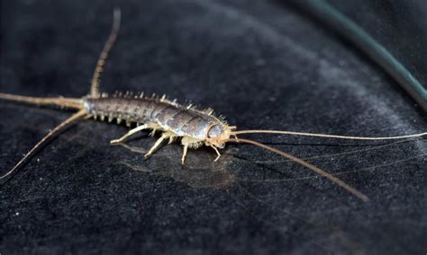 5 Bugs That Look Like Silverfish A Z Animals