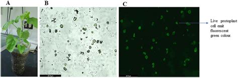 Isolation And Transfection Of Nicotiana Benthamiana Mesophyll