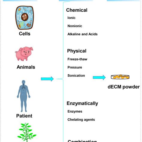 The Schematic Of Different Decellularized Extracellular Matrix Sources Download Scientific