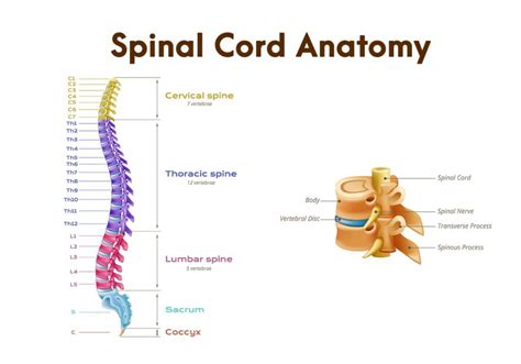 Spinal Cord Vertebrae Anatomy Spine Basics Orthoinfo Aaos
