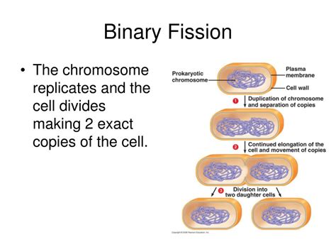 Ppt Cell Division Powerpoint Presentation Free Download Id6853005