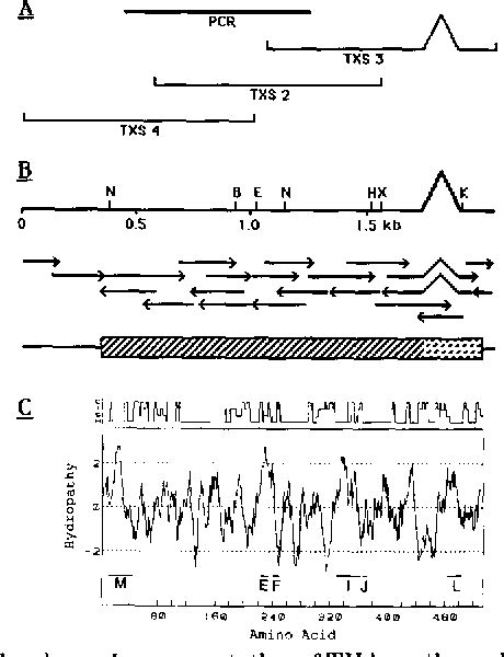 Figure 1 From Primary Structure Of Human Thromboxane Synthase