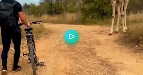 A Friendly Giraffe Album On Imgur