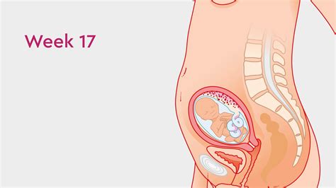 17 Weeks Pregnant Fetus Size