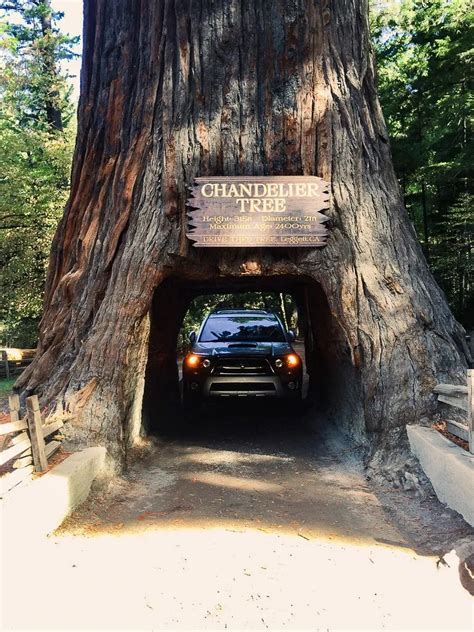 Giant Redwoods Drive Through