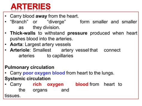Artery And Veins Capillaries Arteriole And Venules Systemic