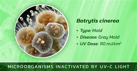 Botrytis Cinerea Is Inactivated By Germicidal Uv Light