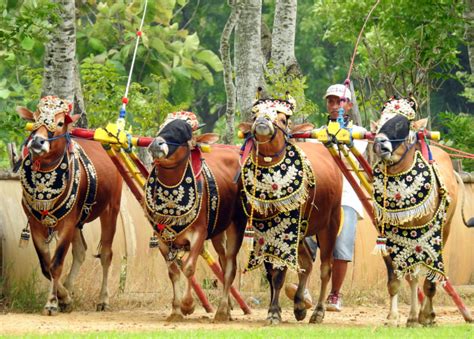 Detail Karapan Sapi Png Koleksi Nomer 47