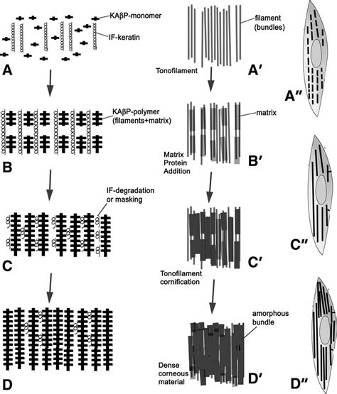 Schematic Drawing Illustrating The Process Of Beta Cornification In