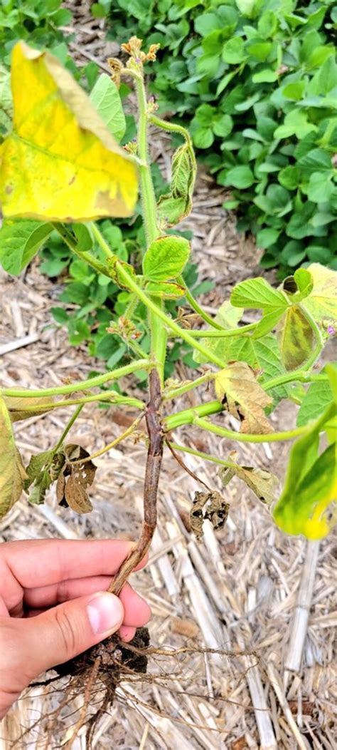 Phytophthora Root And Stem Rot Cropwatch Nebraska