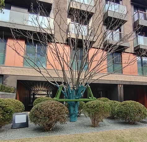 丛生垂丝海棠 花瓣网