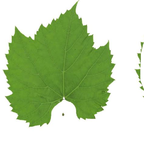 A Vitis Acerifolia Leaf Processed With The Digital Leaf Physiognomy
