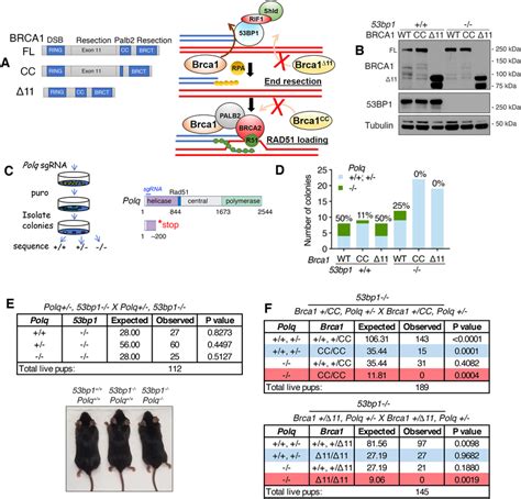 Assessment Of Cellular And Organismal Polq−− Phenotypes A Cartoon