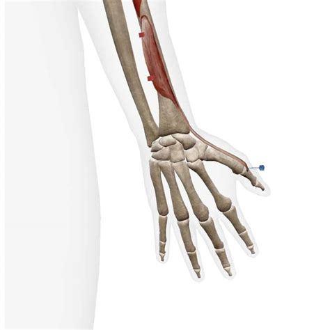 Extensor Pollicis Brevis Kettlebell Monster™