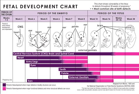 Fetal Development Chart Download Printable Pdf Templateroller