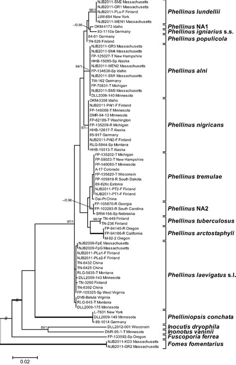 Maximum Likelihood Tree Based On Nlsu Sequences Of Phellinus Ss