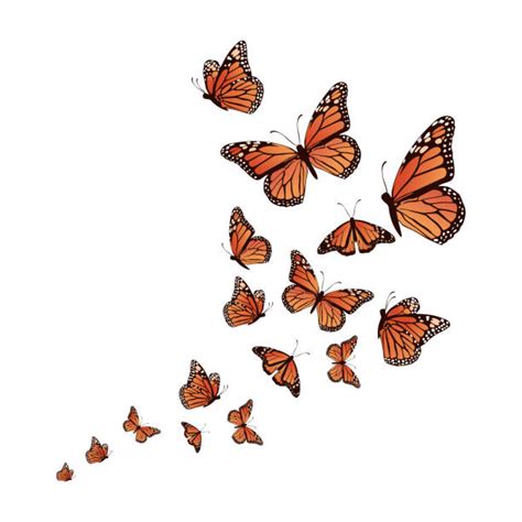 Monarch Butterfly Drawing Flying