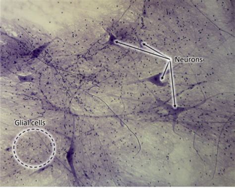 Histology Flashcards Quizlet