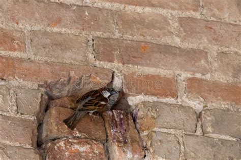 Pardal Lascando Se No Ninho Foto De Stock Imagem De Pássaro Pardal